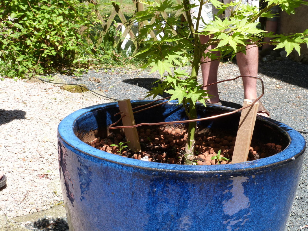 Die Agnikultur, energetisches Gärtnern / Hannelore Zech, Permakultur ...